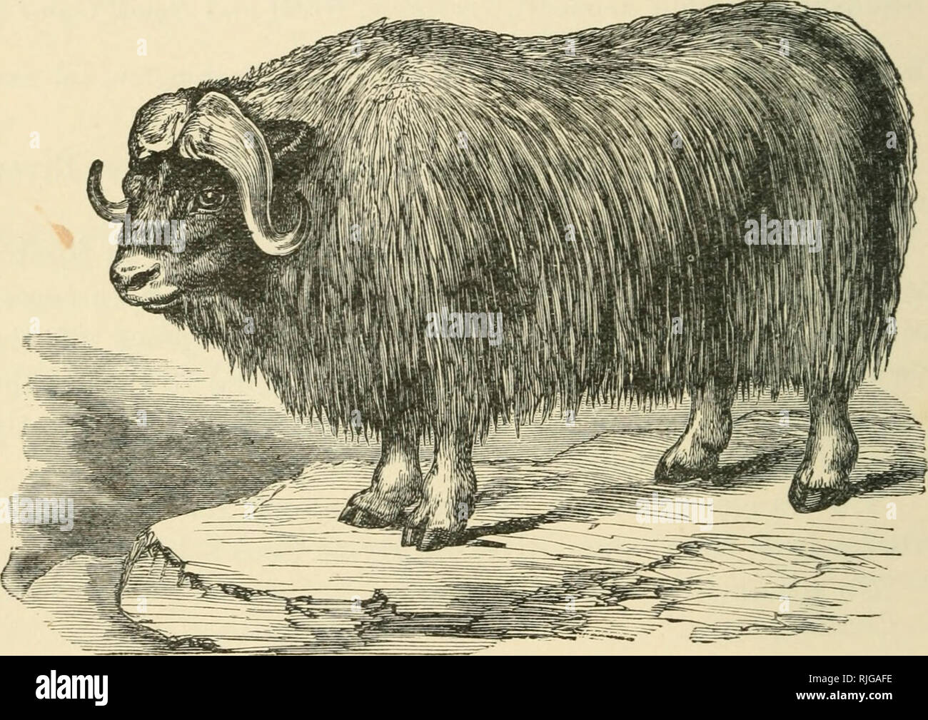 Ovibos blainville hi-res stock photography and images - Alamy