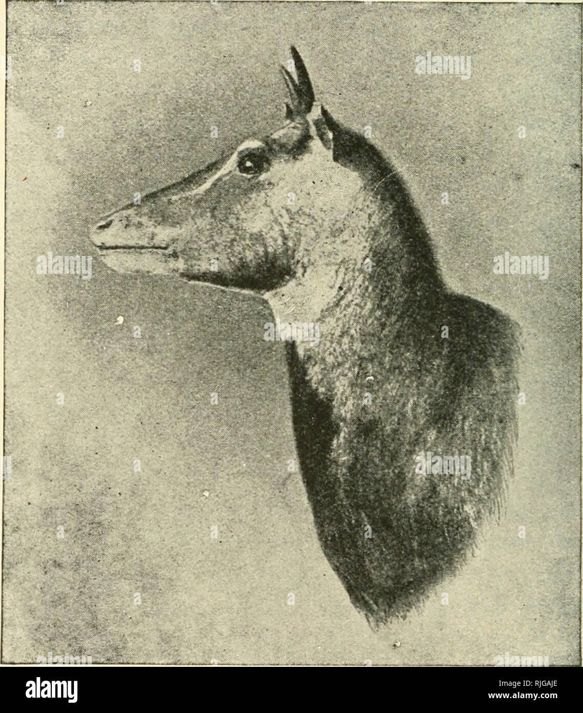 Punjab jungle hi-res stock photography and images - Alamy