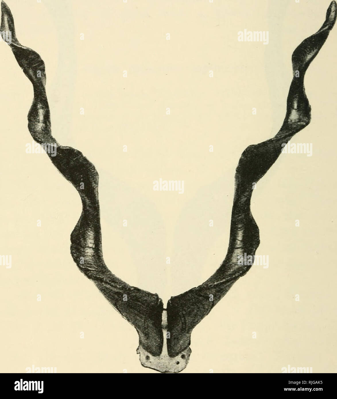 . Catalogue of the ungulate mammals in the British Museum (Natural ...