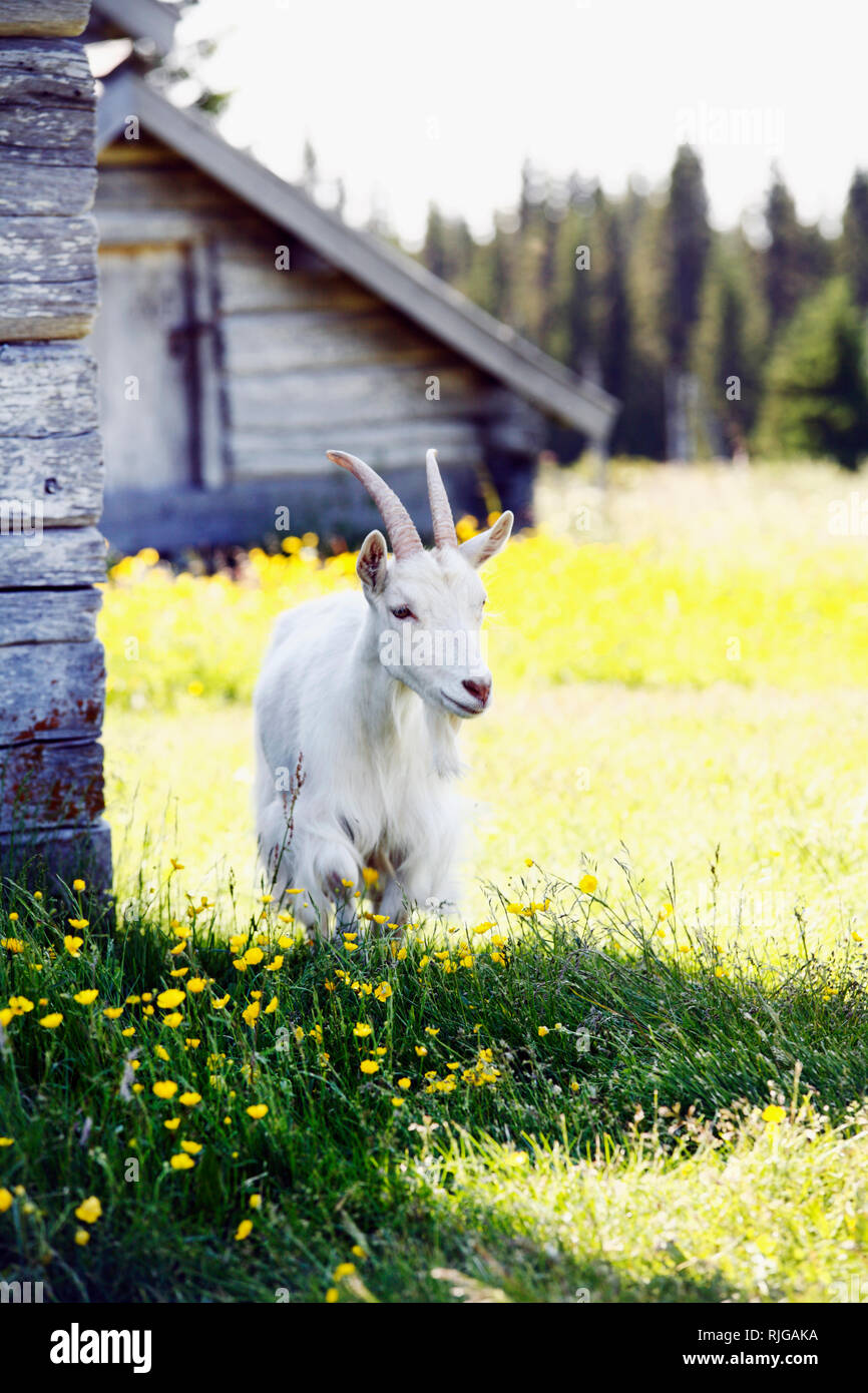 Goat sweden hi-res stock photography and images - Alamy