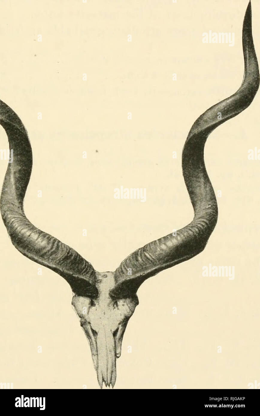 . Catalogue of the ungulate mammals in the British Museum (Natural ...