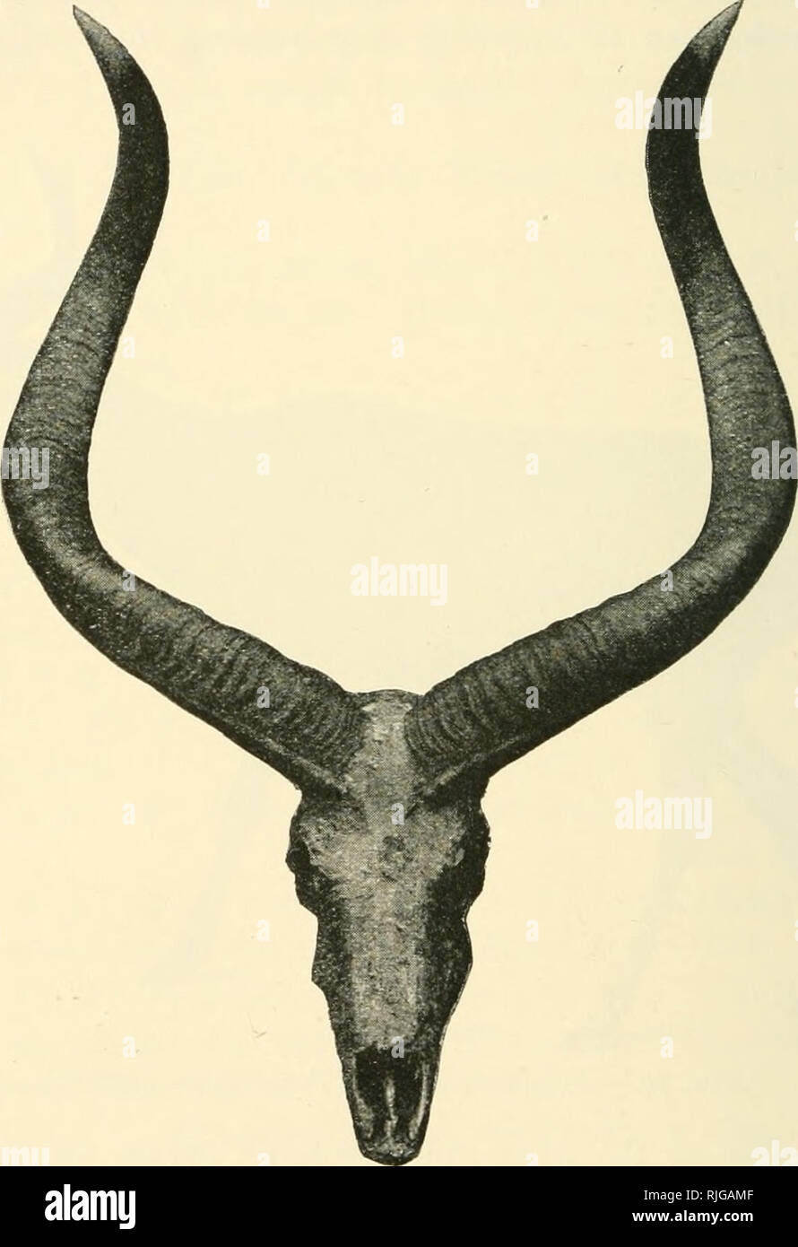 On hind quarters hi-res stock photography and images - Alamy