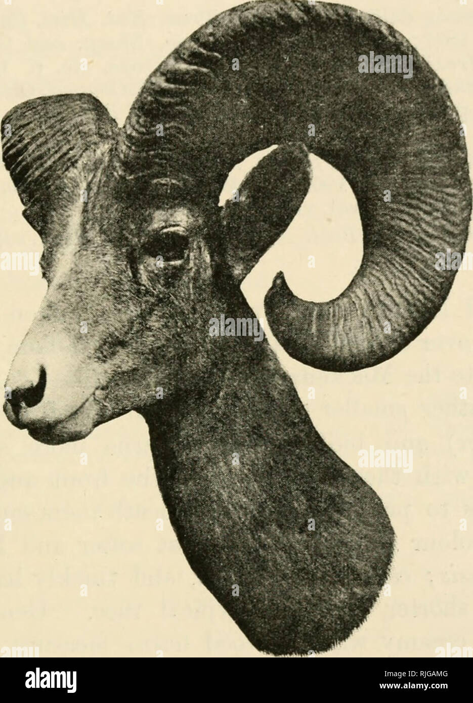 . Catalogue of the ungulate mammals in the British Museum (Natural ...