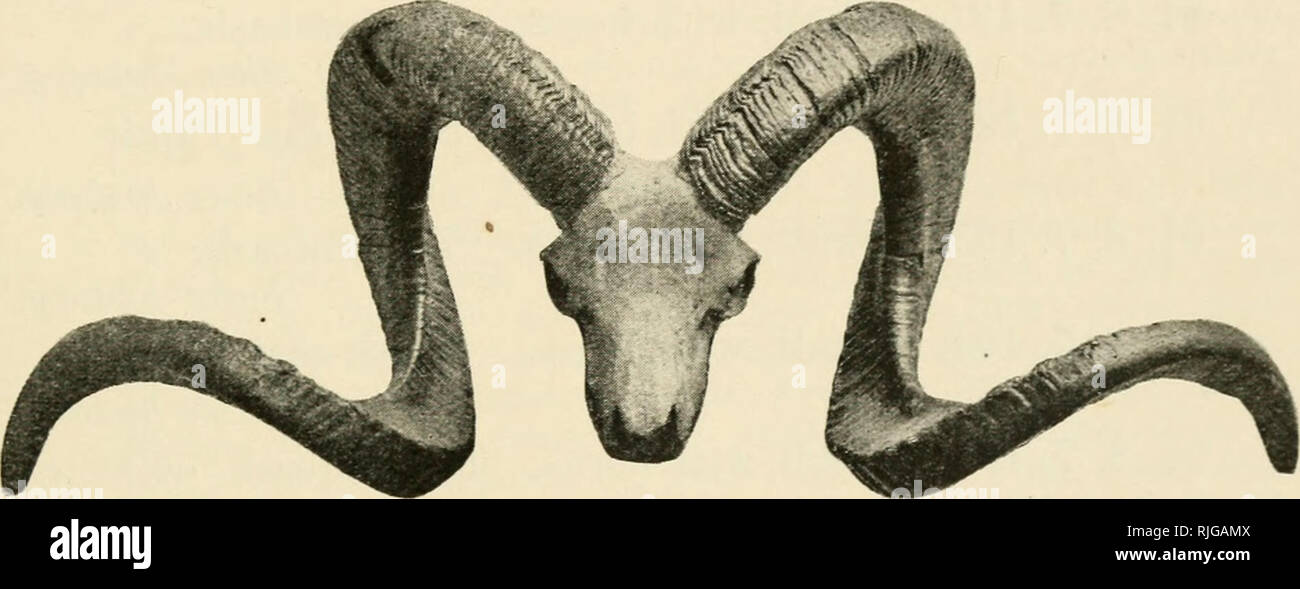 Ovis Poli High Resolution Stock Photography and Images - Alamy