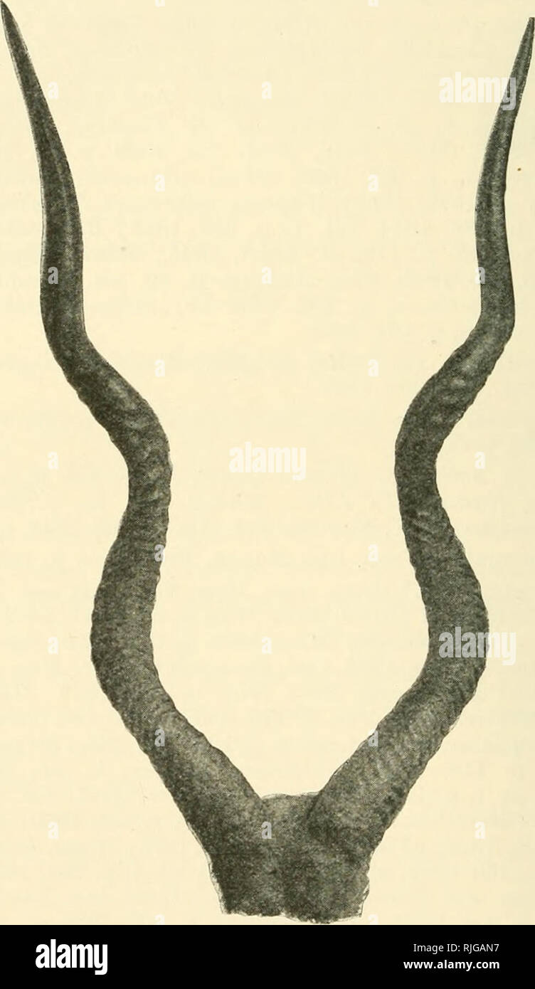 . Catalogue of the ungulate mammals in the British Museum (Natural ...