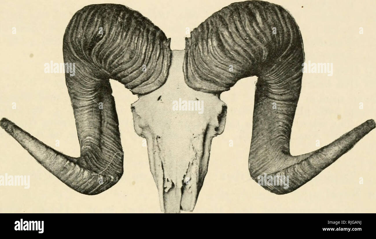 Argali sheep gobi hi-res stock photography and images - Alamy