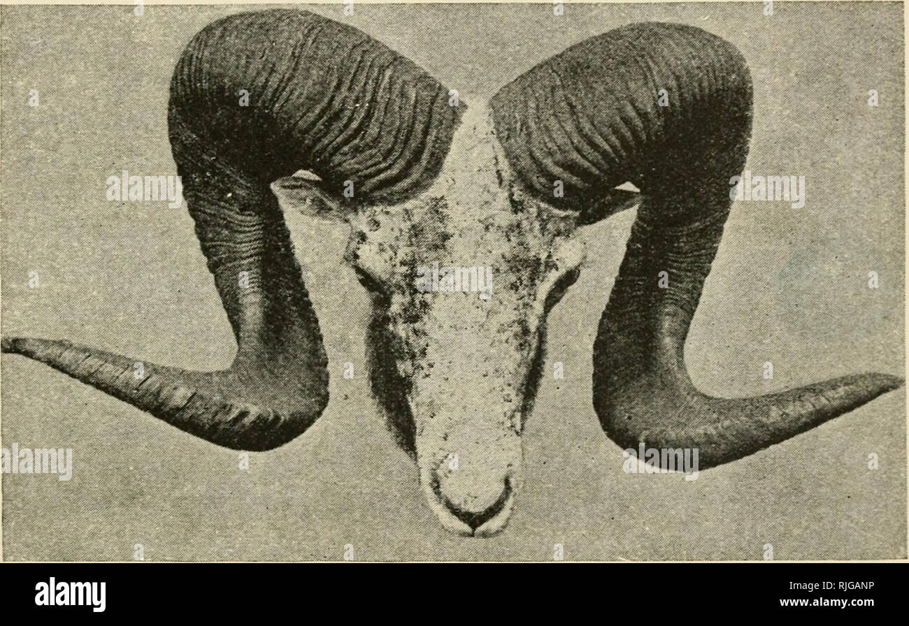 Argali sheep gobi hi-res stock photography and images - Alamy