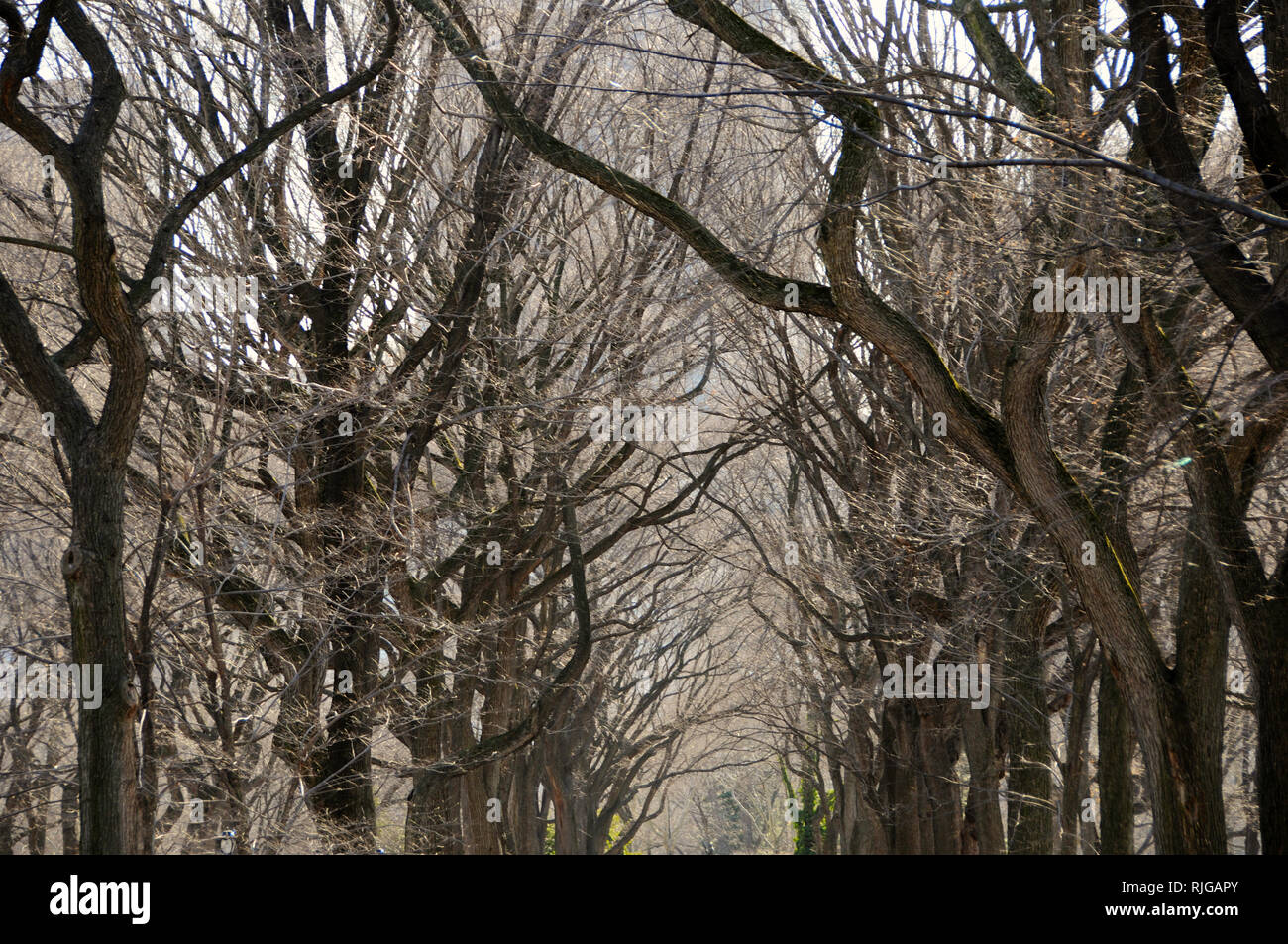 Tree branches forming a canopy hi-res stock photography and images - Alamy