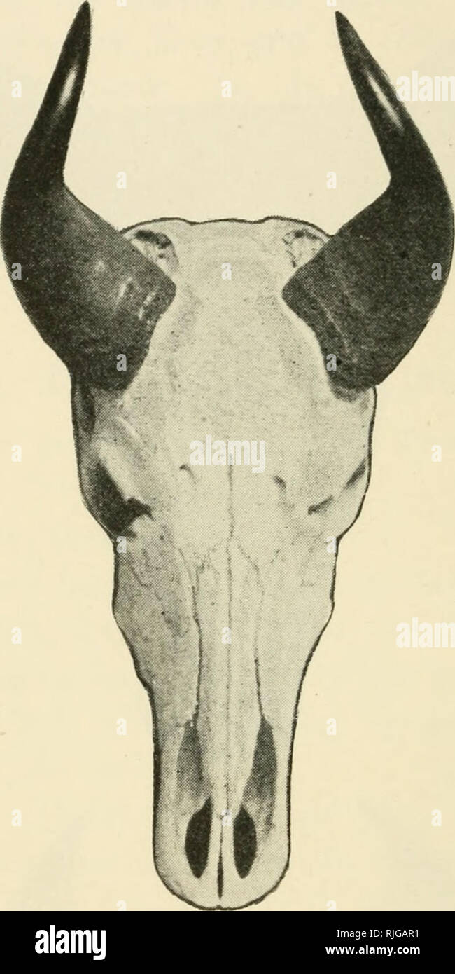 . Catalogue of the ungulate mammals in the British Museum (Natural ...