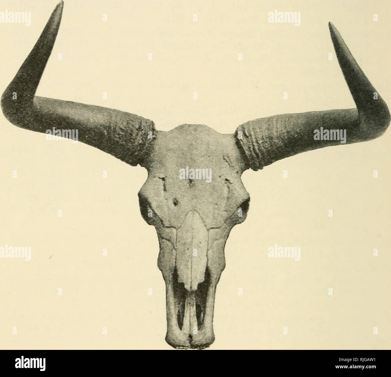 . Catalogue of the ungulate mammals in the British Museum (Natural ...