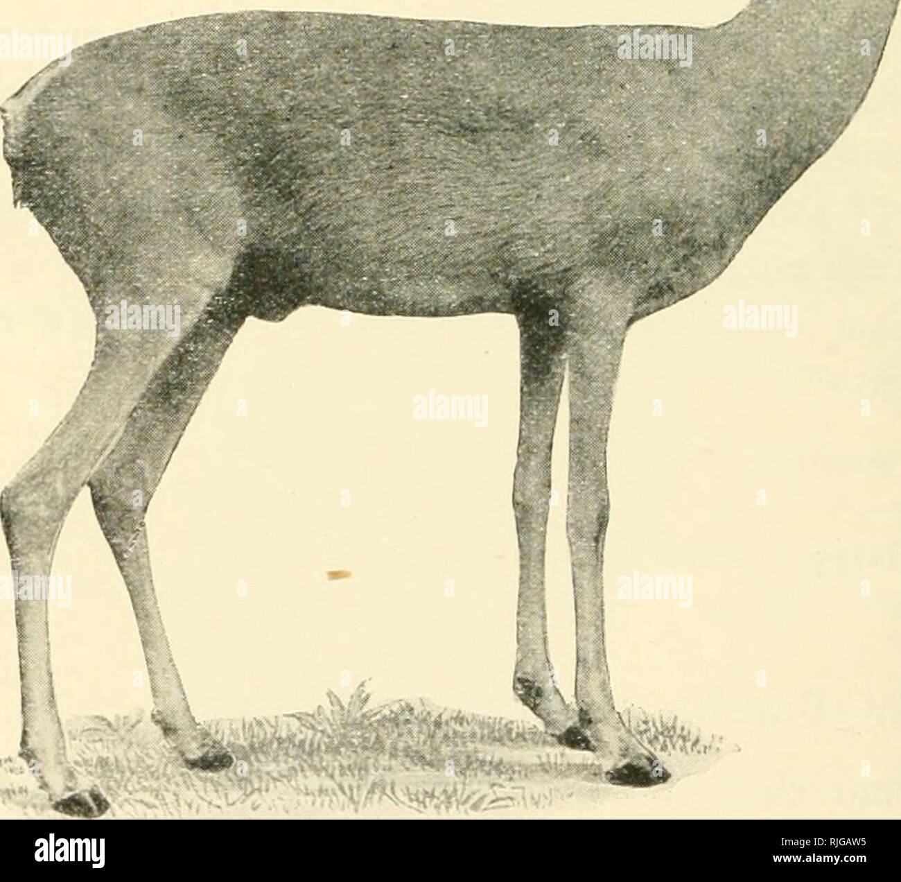 . Catalogue of the ungulate mammals in the British Museum (Natural ...