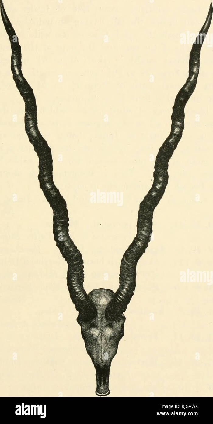 Blackbuck antilope cervicapra adult male hi-res stock photography and ...