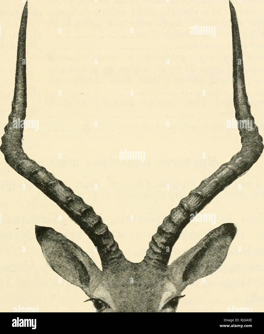 . Catalogue of the ungulate mammals in the British Museum (Natural ...