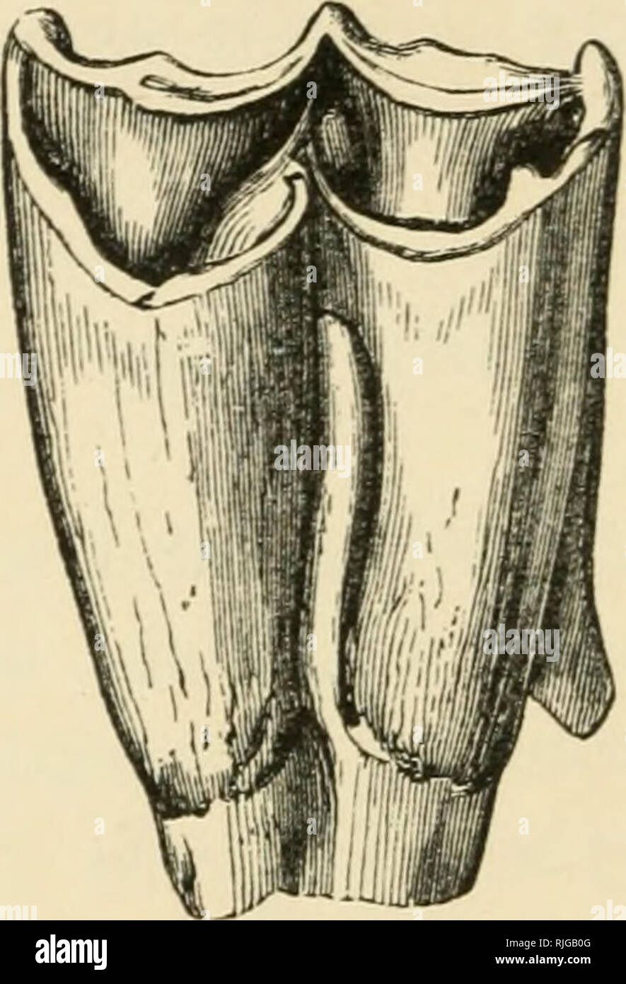 Ungulate jaw bones hi-res stock photography and images - Alamy