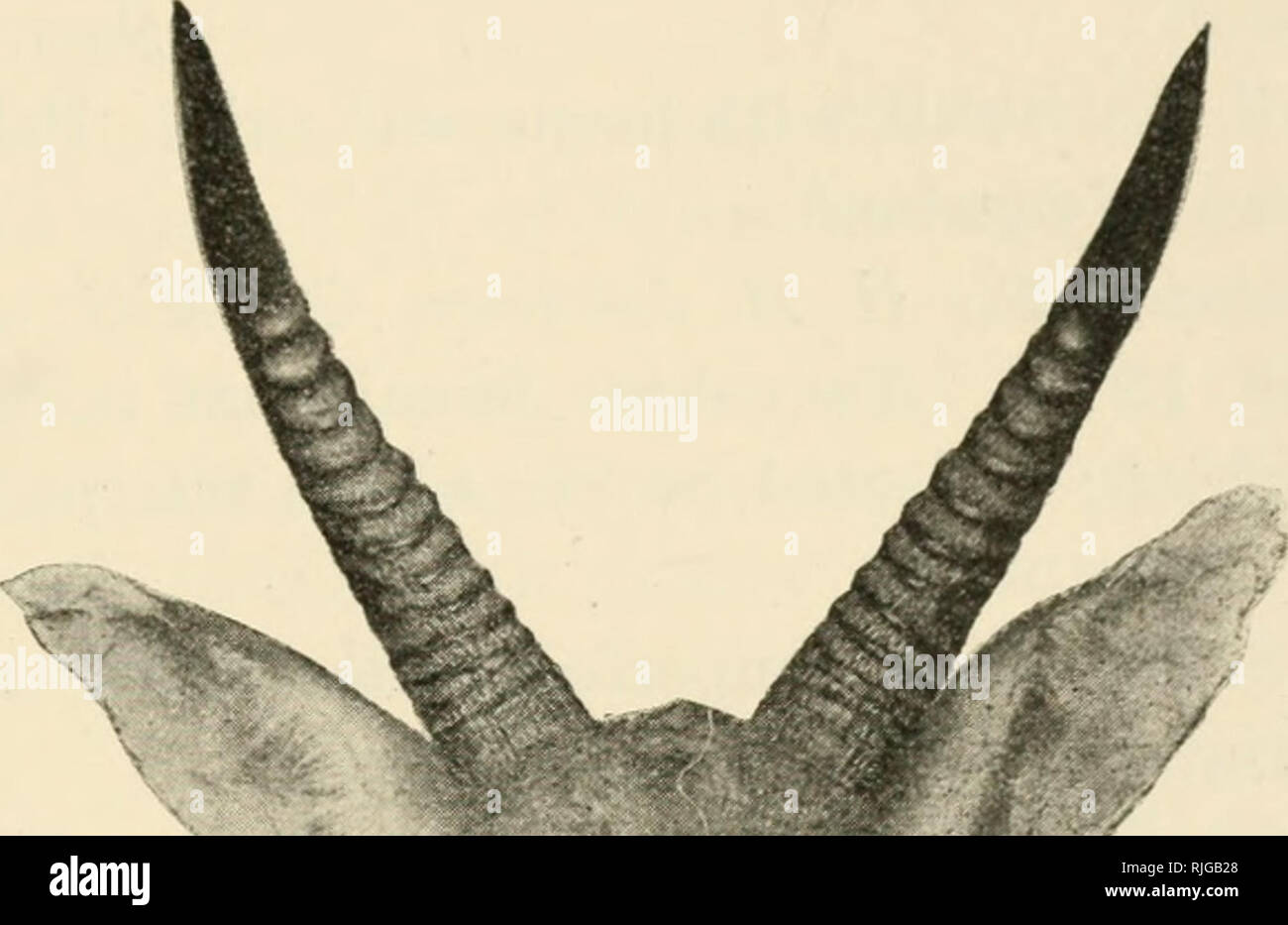 . Catalogue of the ungulate mammals in the British Museum (Natural ...