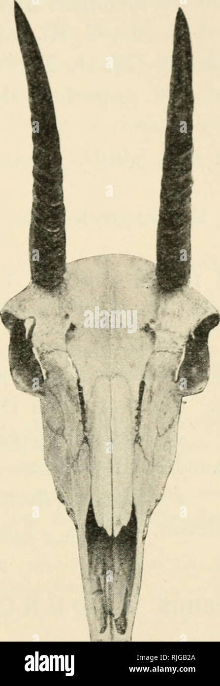 . Catalogue of the ungulate mammals in the British Museum (Natural ...