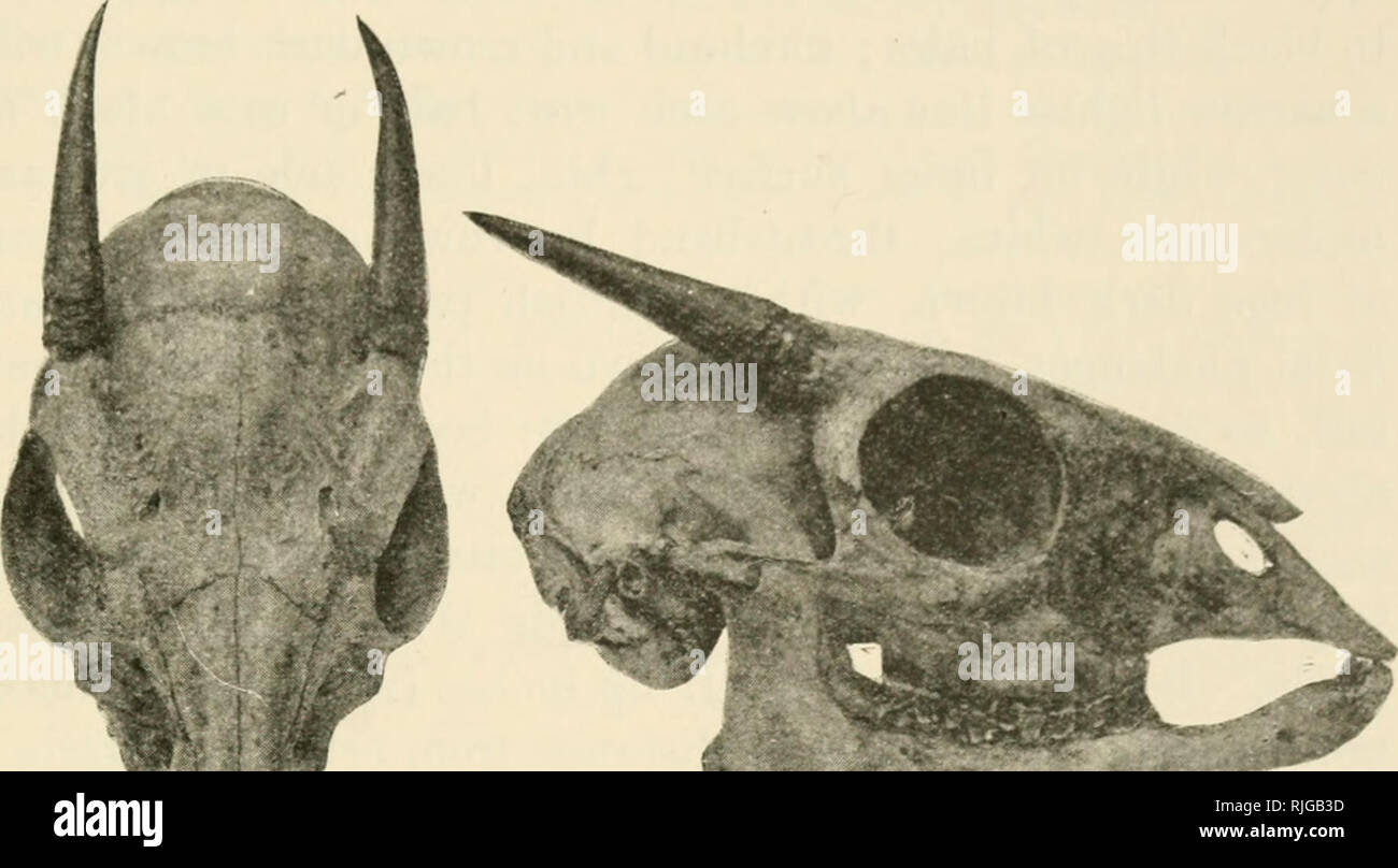 Dwarf antelope dwarf antelope neotragus hi-res stock photography and ...