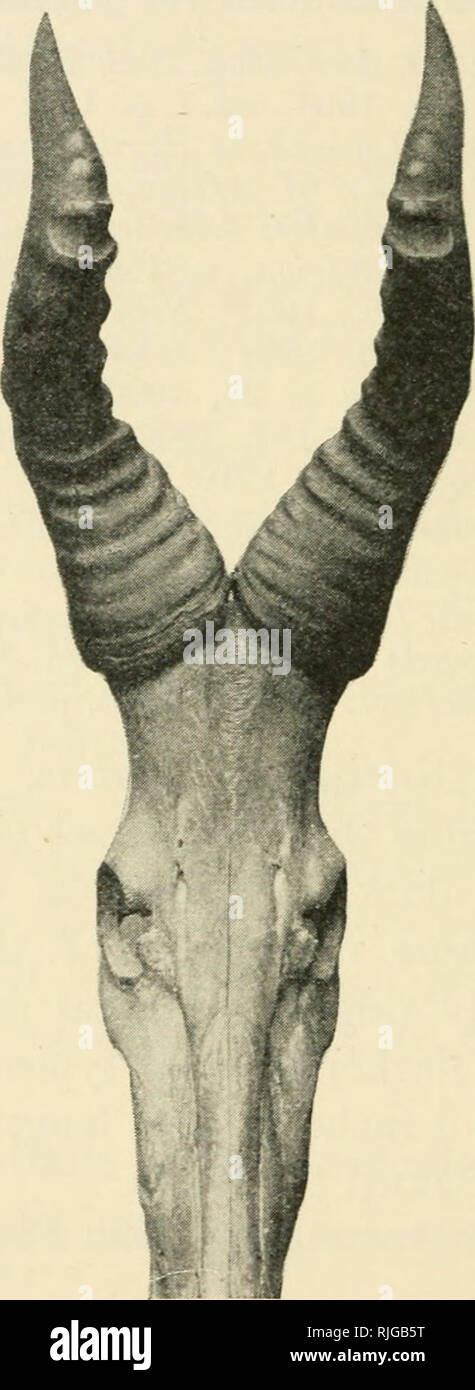. Catalogue of the ungulate mammals in the British Museum (Natural ...