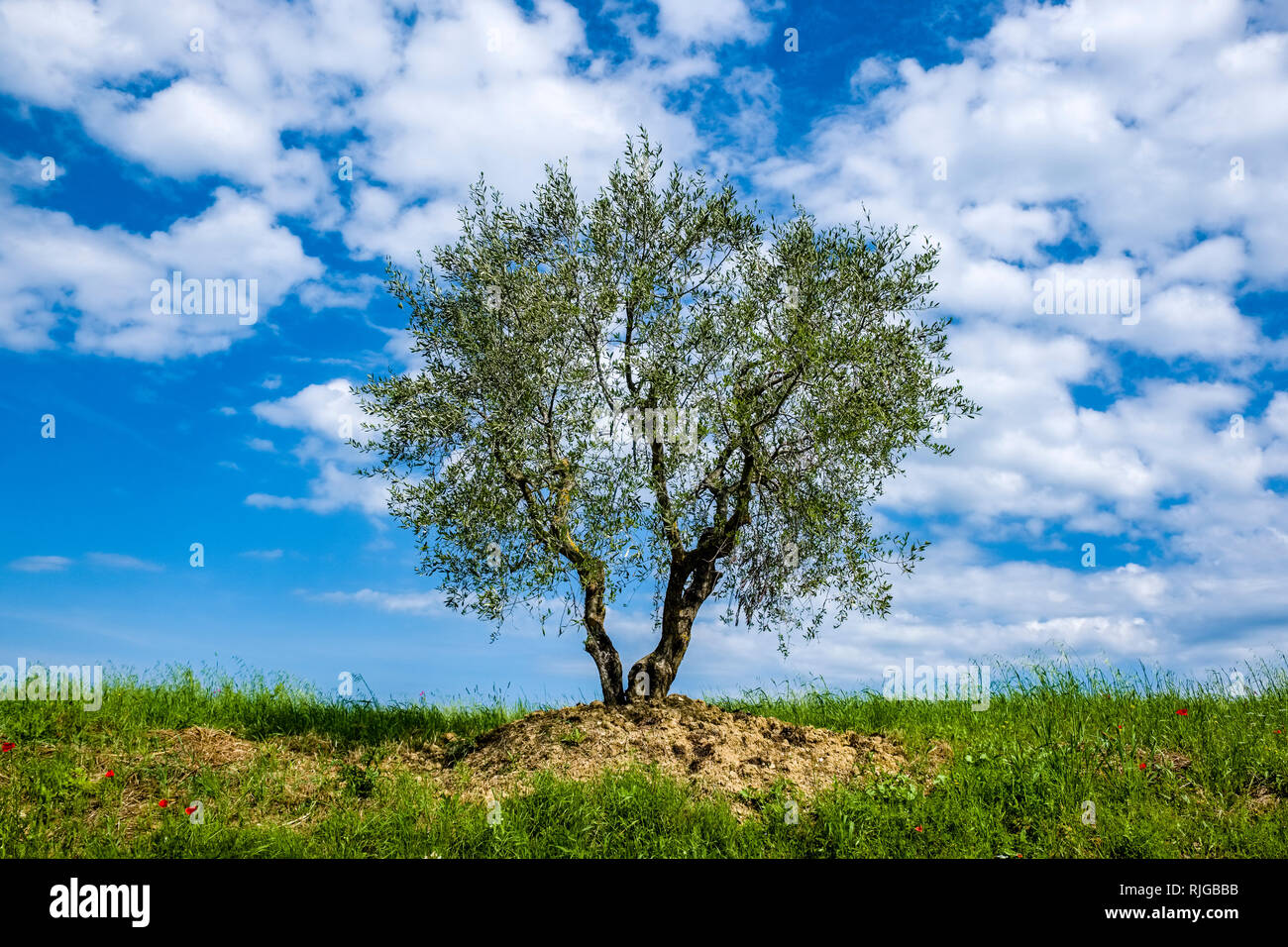 Olive tree agriculture hi-res stock photography and images - Alamy