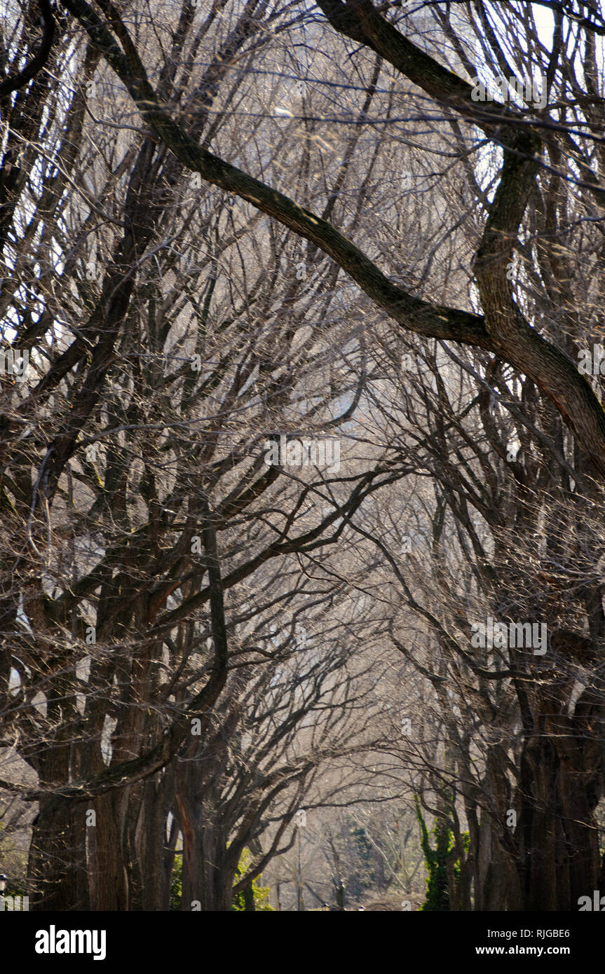Tree branches forming a canopy hi-res stock photography and images - Alamy