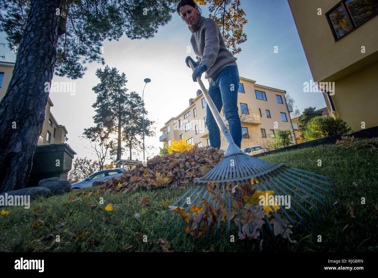 Woman raking fallen leaves Stock Photo - Alamy