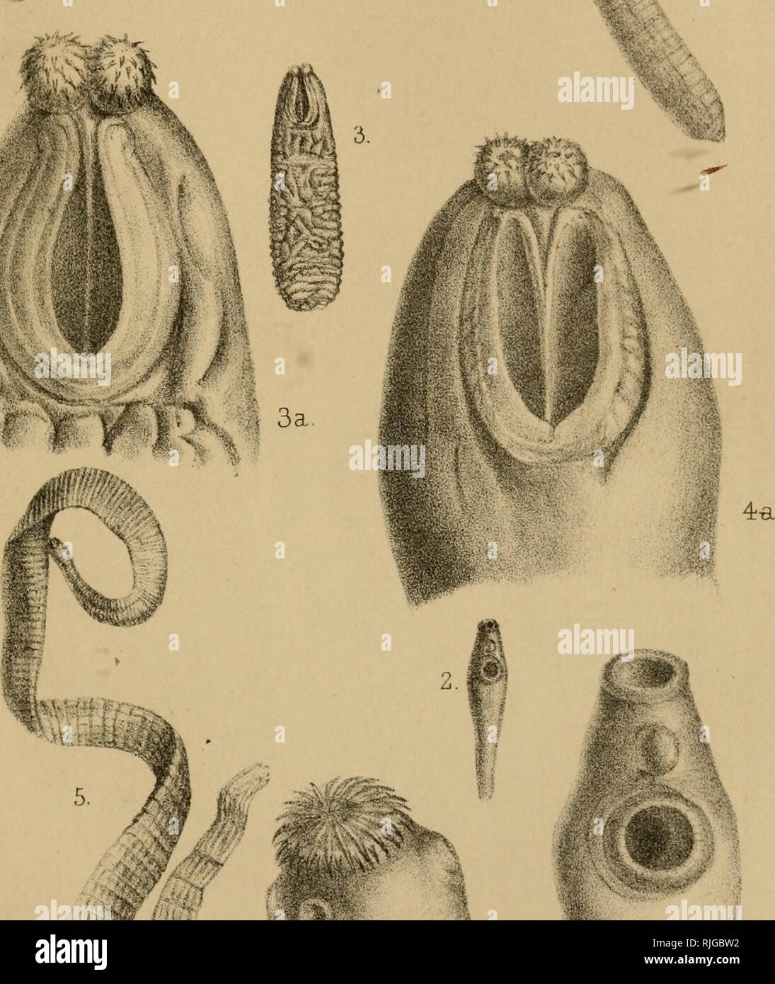 Intestinal worms hi-res stock photography and images - Alamy