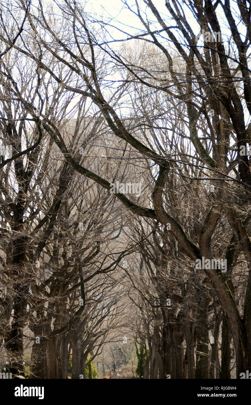 Tree branches forming a canopy hi-res stock photography and images - Alamy