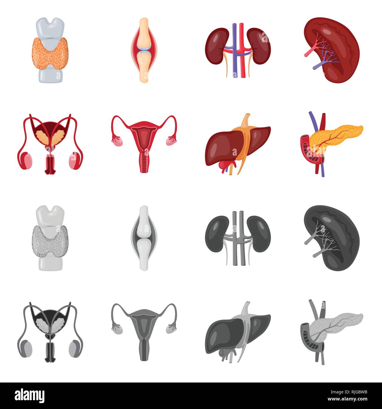 Male reproductive system diagram hi-res stock photography and images ...