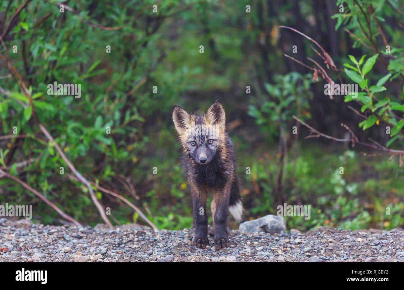 Beautiful wild animal in the foresr. Arctic Fox in Alaska Stock Photo ...