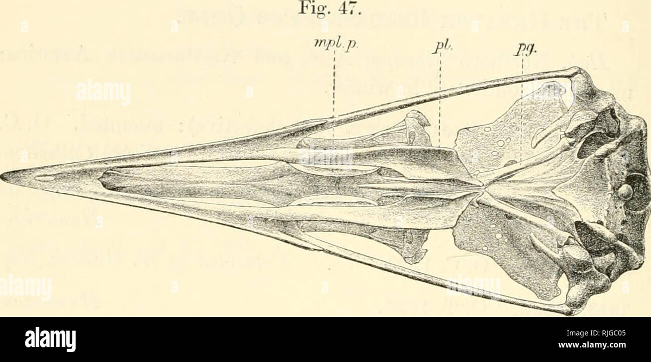 Gull skull hi-res stock photography and images - Alamy