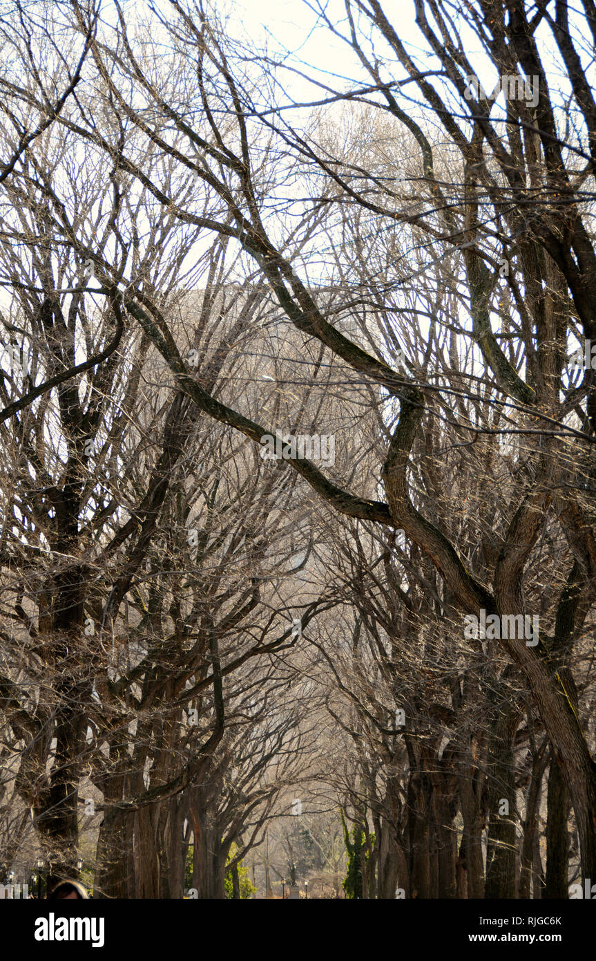 A row of tall hibernating trees in winter forming a canopy with its ...