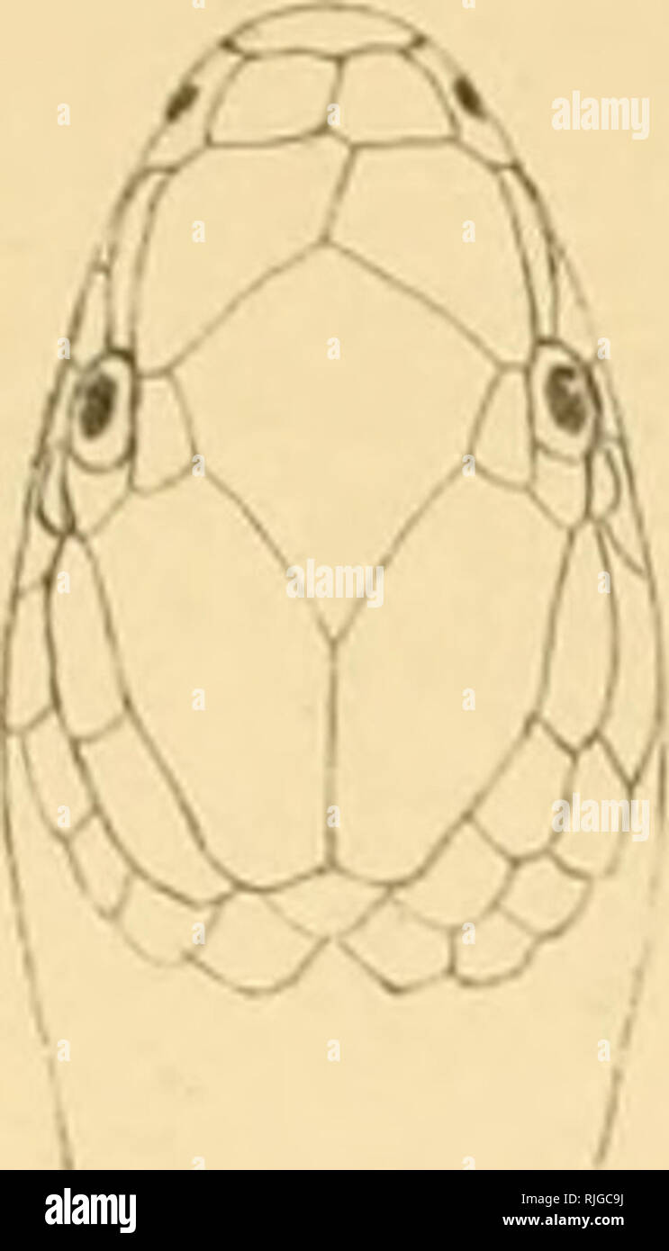 . Catalogue of the snakes in the British Museum (Natural History ...