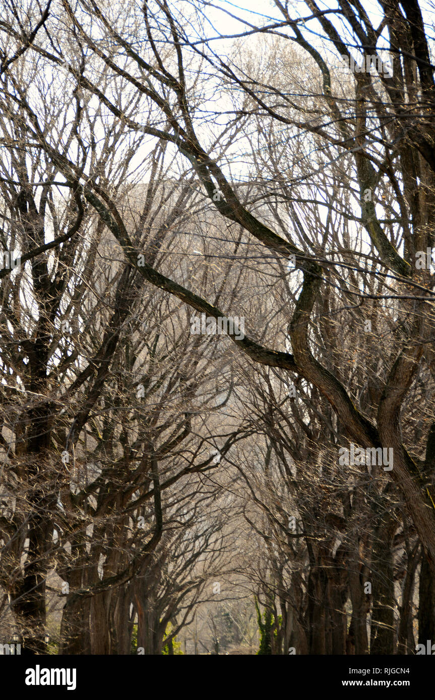 Tree branches forming a canopy hi-res stock photography and images - Alamy
