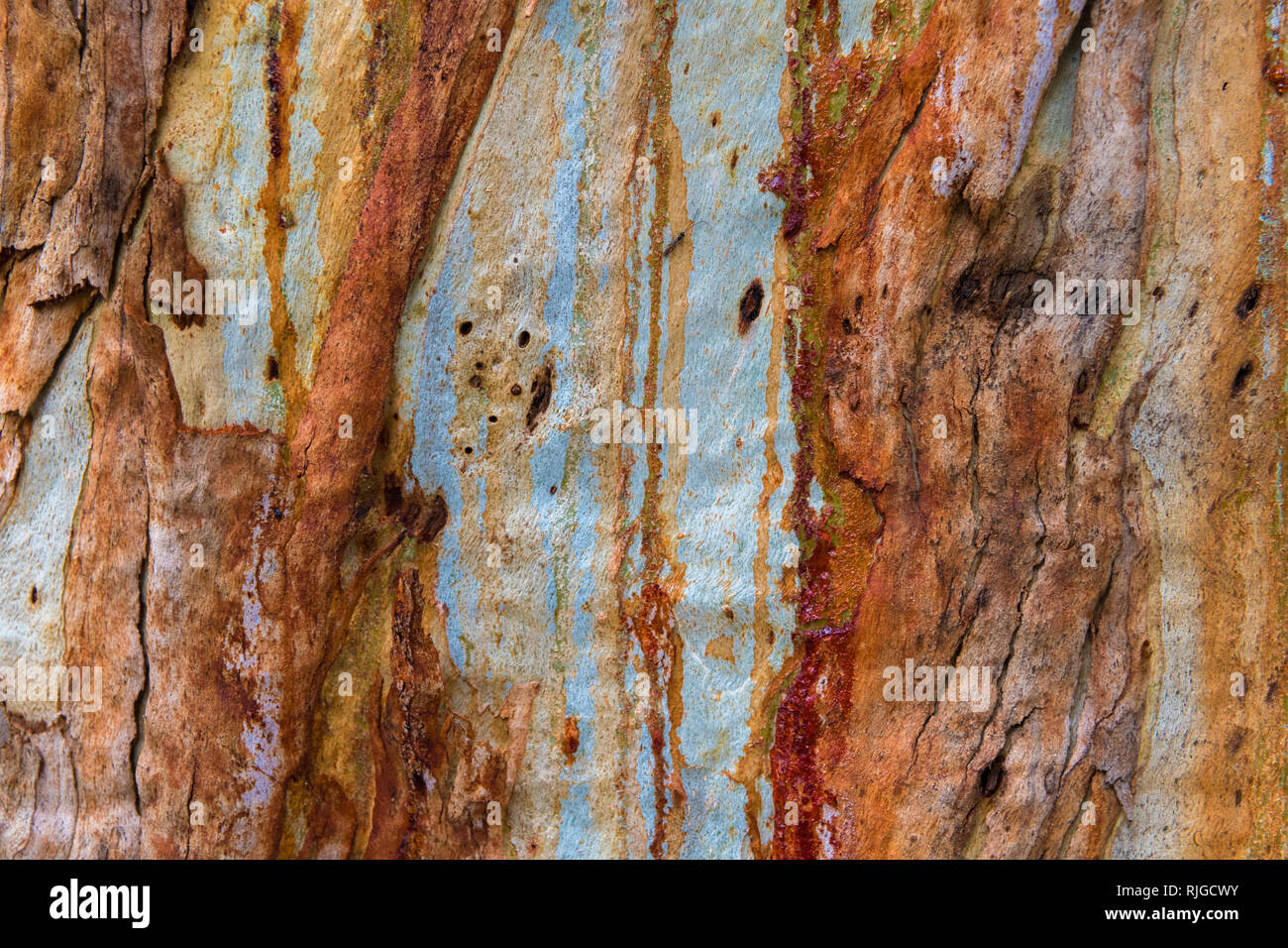 Eucalyptus tree bark texture, colourful natural abstract pattern Stock ...