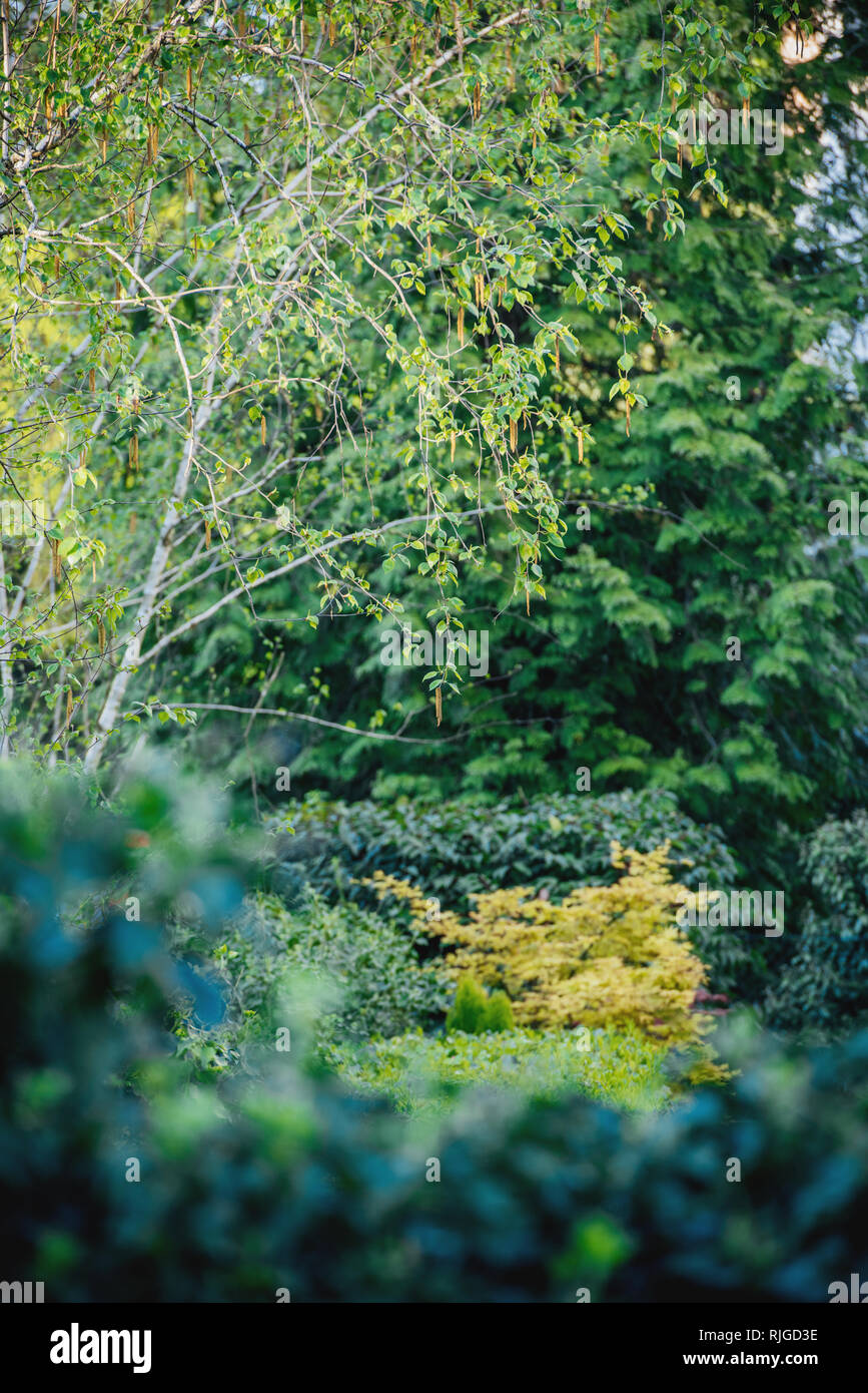 Birch tree detail in calm spiral garden with buds in bloom ready for ...