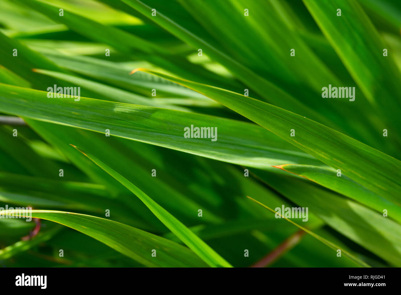 Closeup view of green grass leaves with blurred greenery background ...