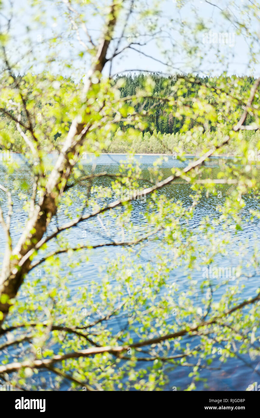 Birch tree lake hi-res stock photography and images - Alamy