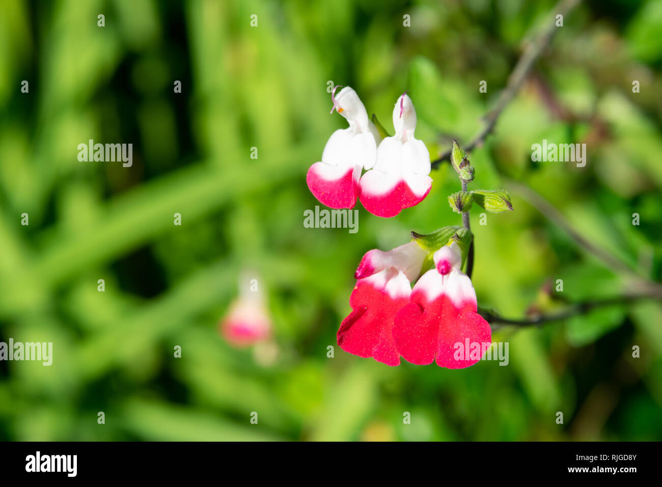 Hot lips plant hi-res stock photography and images - Alamy