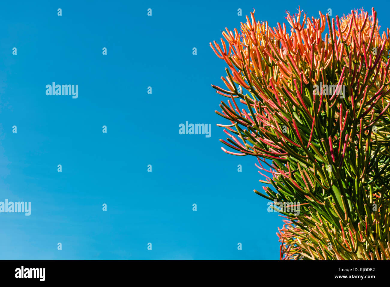 Red pencil tree (euphorbia tirucalli) orange leaves on a sunny day ...