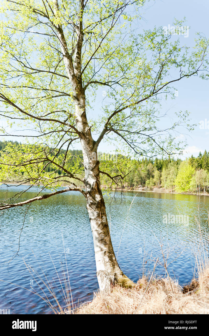 Birch tree lake hi-res stock photography and images - Alamy