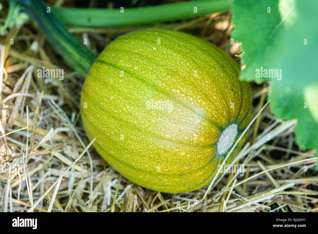 (field) (pumpkin) (plant) (summer) hi-res stock photography and images ...