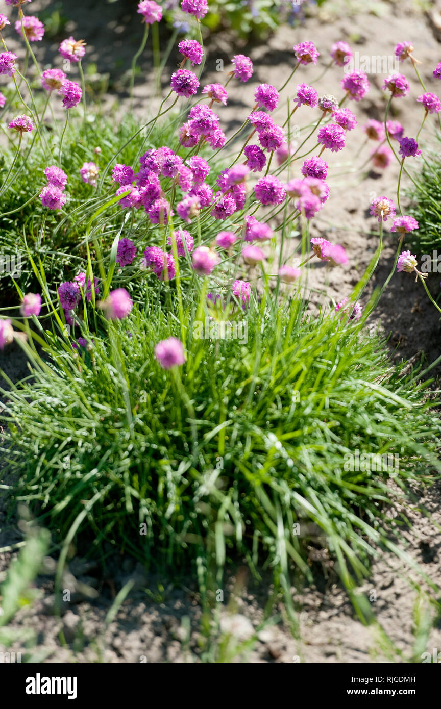 Flowering chive hi-res stock photography and images - Alamy