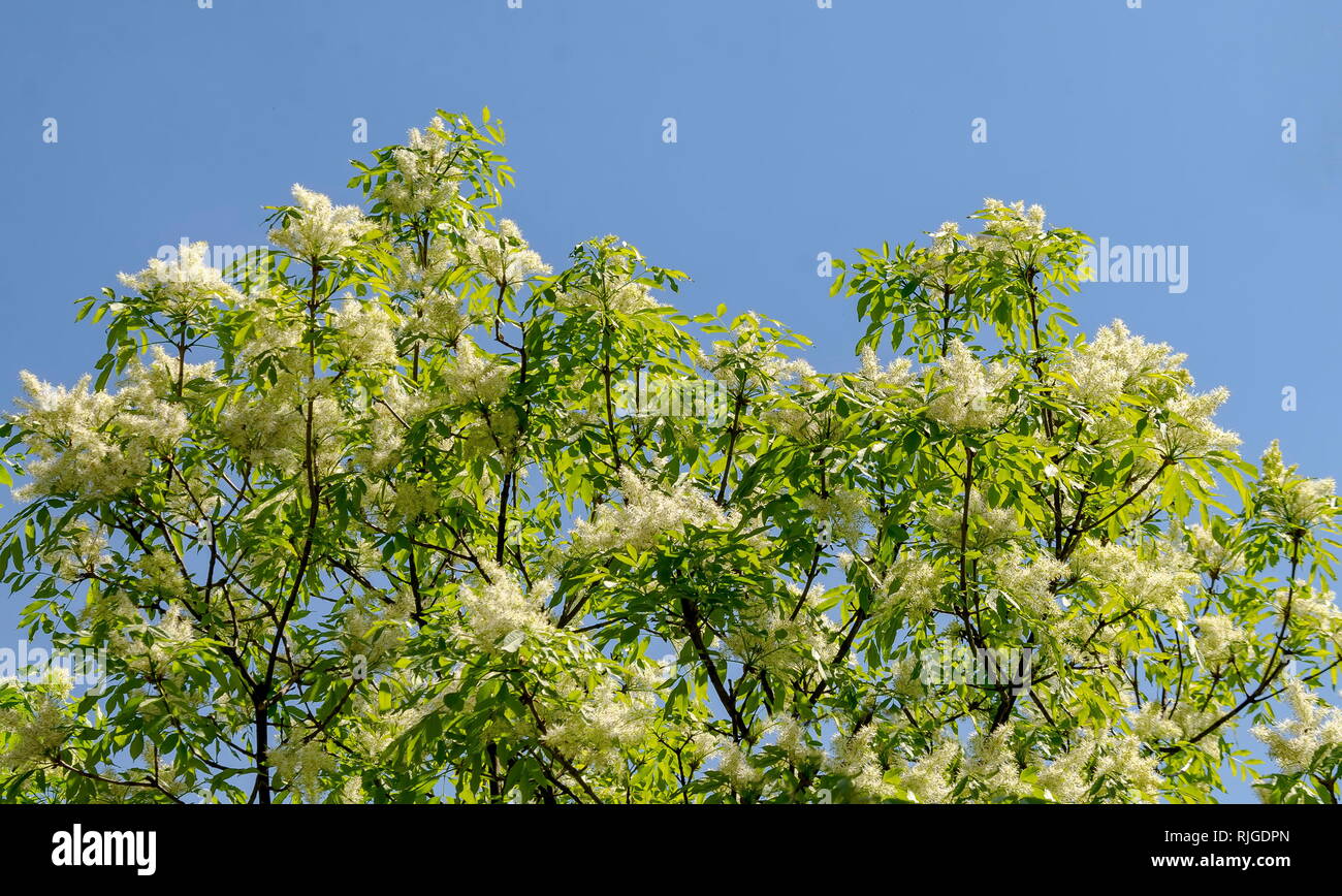 Closeup of Japanese tree lilac or Syringa reticulata tree full of ...