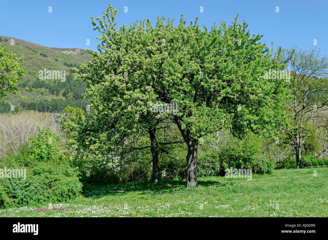 Springtime view with pear tree in blossom and bush at Plana mountain ...