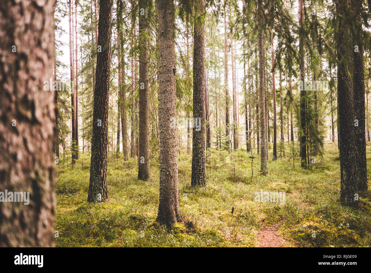 Lit forest hi-res stock photography and images - Alamy