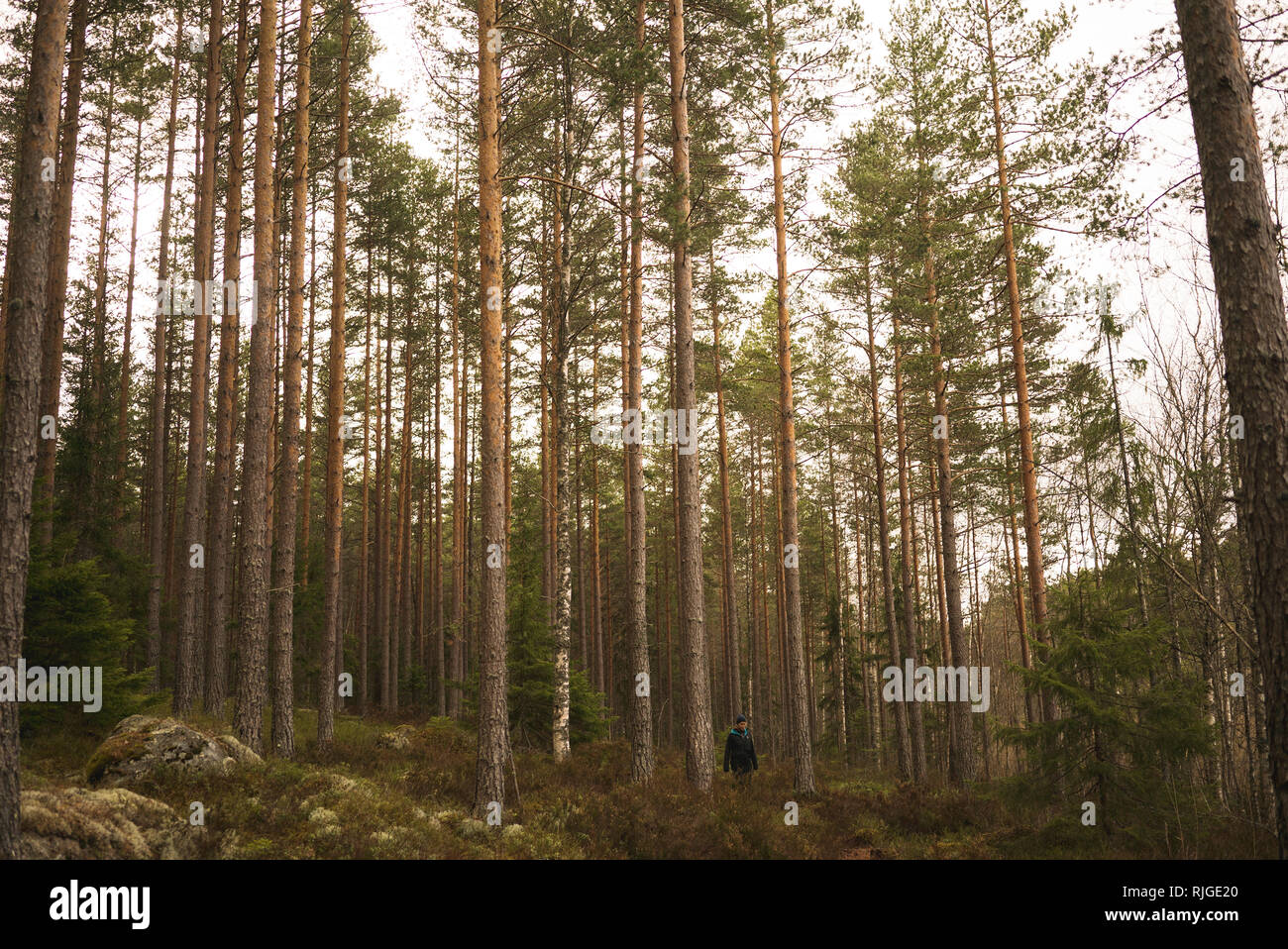 One person forest hi-res stock photography and images - Alamy