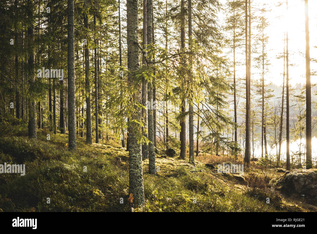 Sweden forest light effect High Resolution Stock Photography and Images ...