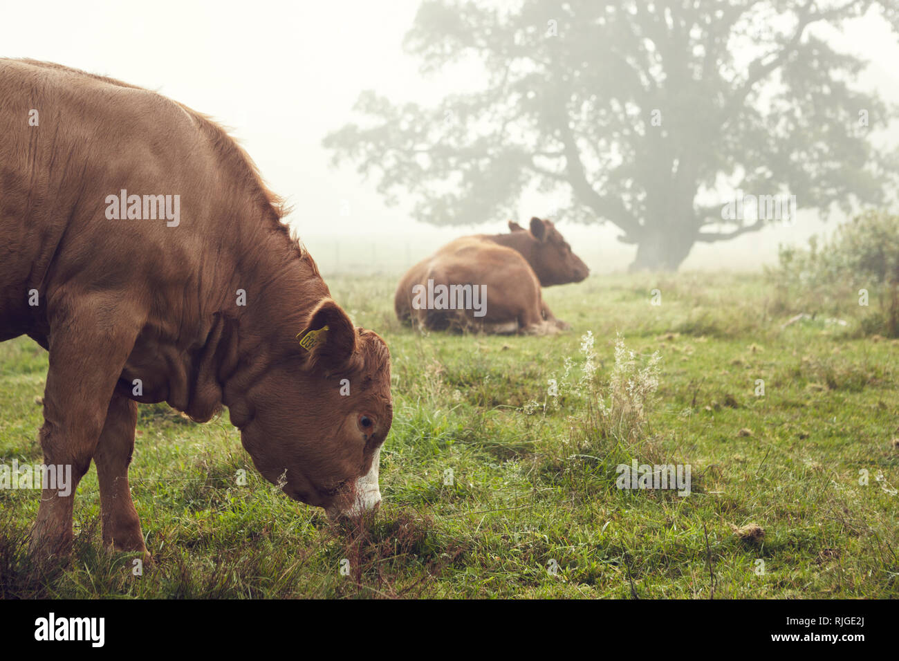 Pasture with cattle hi-res stock photography and images - Alamy