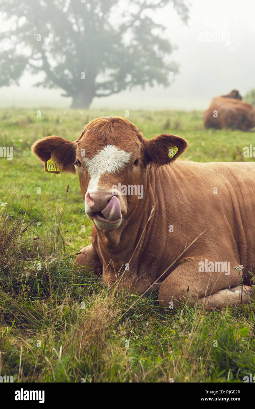 Pasture animals hi-res stock photography and images - Alamy