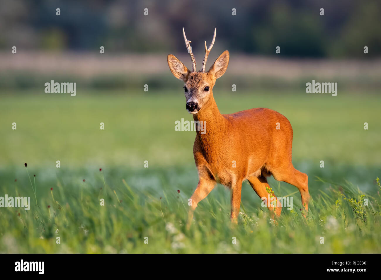 Summer deer landscape hi-res stock photography and images - Alamy